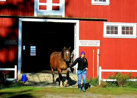 Visit | Mountain View Farm Animal Sanctuary